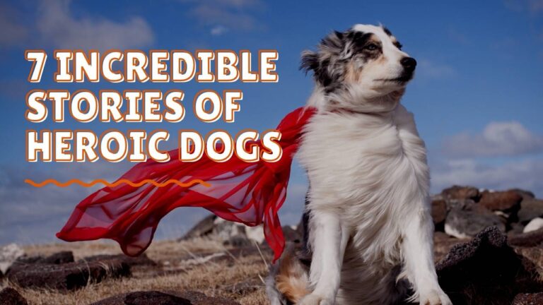 Hero Dogs Stories - 7 Incredible Stories of Heroic Dogs